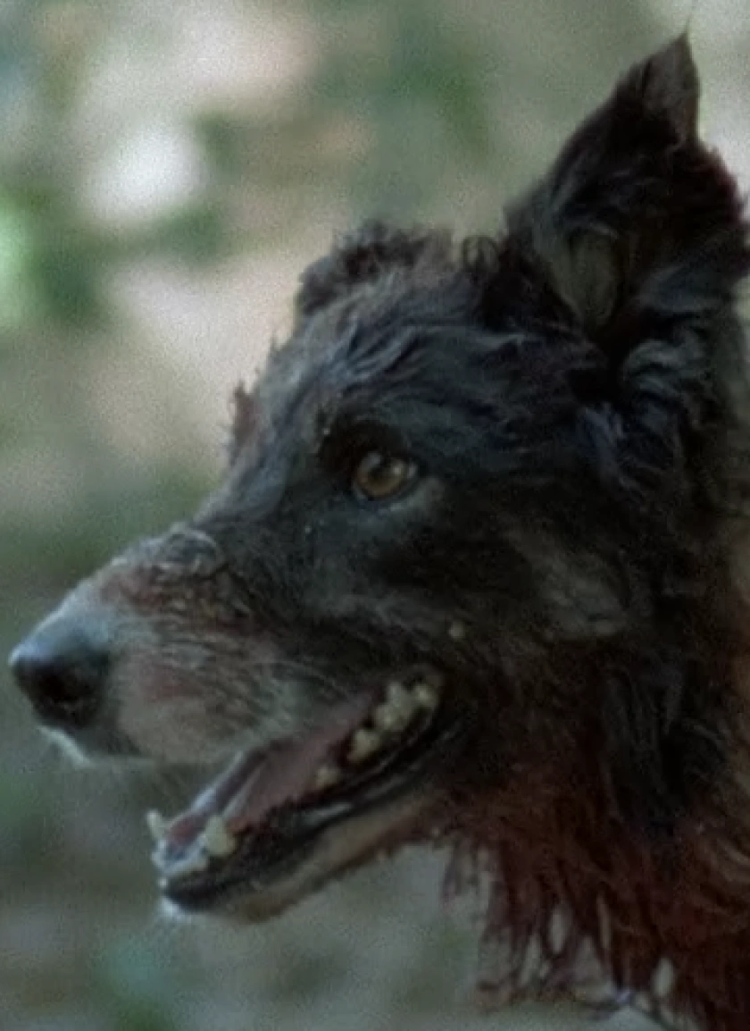 Border Collie | The Walking Dead: New Blood Wiki | Fandom