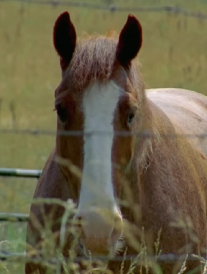 Rick's Horse (Deluxe) | The Walking Dead: New Blood Wiki | Fandom