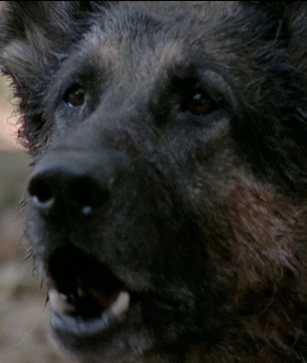 German Shepherd | The Walking Dead: New Blood Wiki | Fandom
