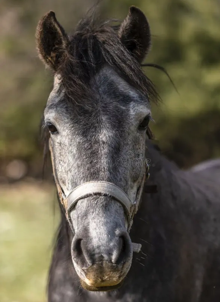 Carl's Horse (Issue 66) | The Walking Dead: New Blood Wiki | Fandom