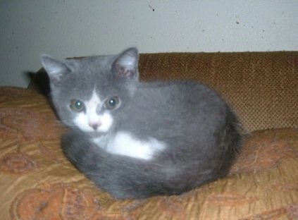 Bluekit | The Warrior Cats Roleplay and Fanfiction Wiki | Fandom