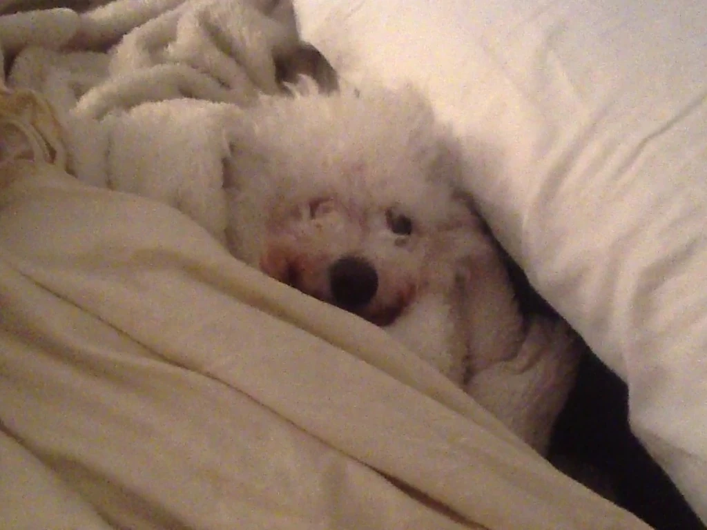 Butchie | The Warrior Cats Roleplay and Fanfiction Wiki | Fandom