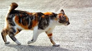 Aulus | The Warrior Cats Roleplay Wiki | Fandom