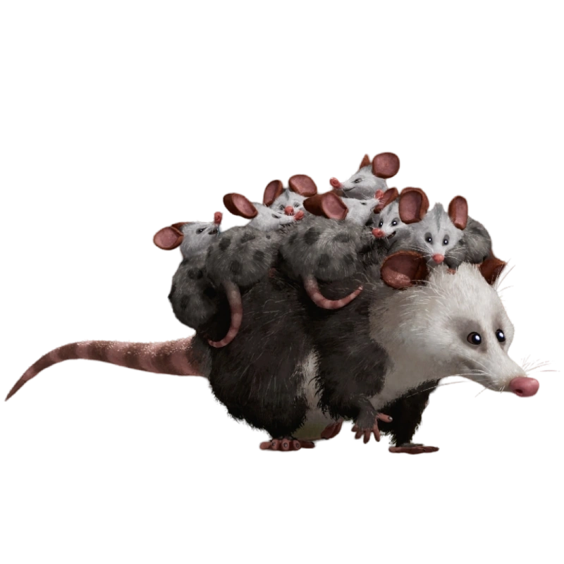 Pinktail | The Wild Robot Wiki | Fandom