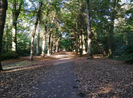 Level 44 | The Wiltedrooms Wiki | Fandom