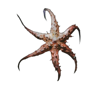 Stella | The Witcher Fanon Wikia | Fandom