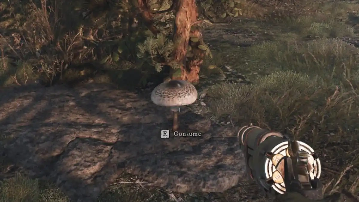 Mushroom Guide | The witchfire scrolls Wiki | Fandom
