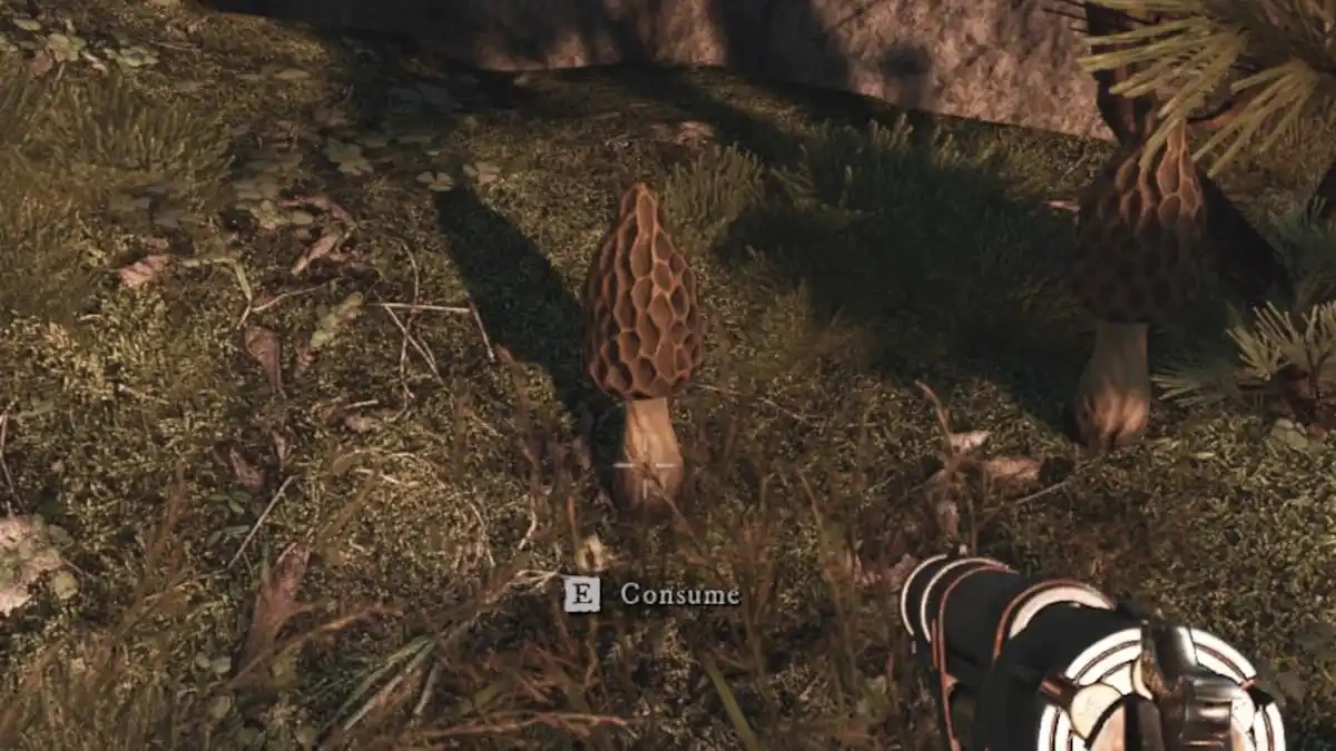 Mushroom Guide | The witchfire scrolls Wiki | Fandom