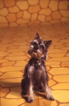 Toto | The Wiz Wiki | Fandom