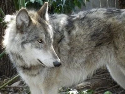 Fesran | Wolf Pack Wiki | Fandom