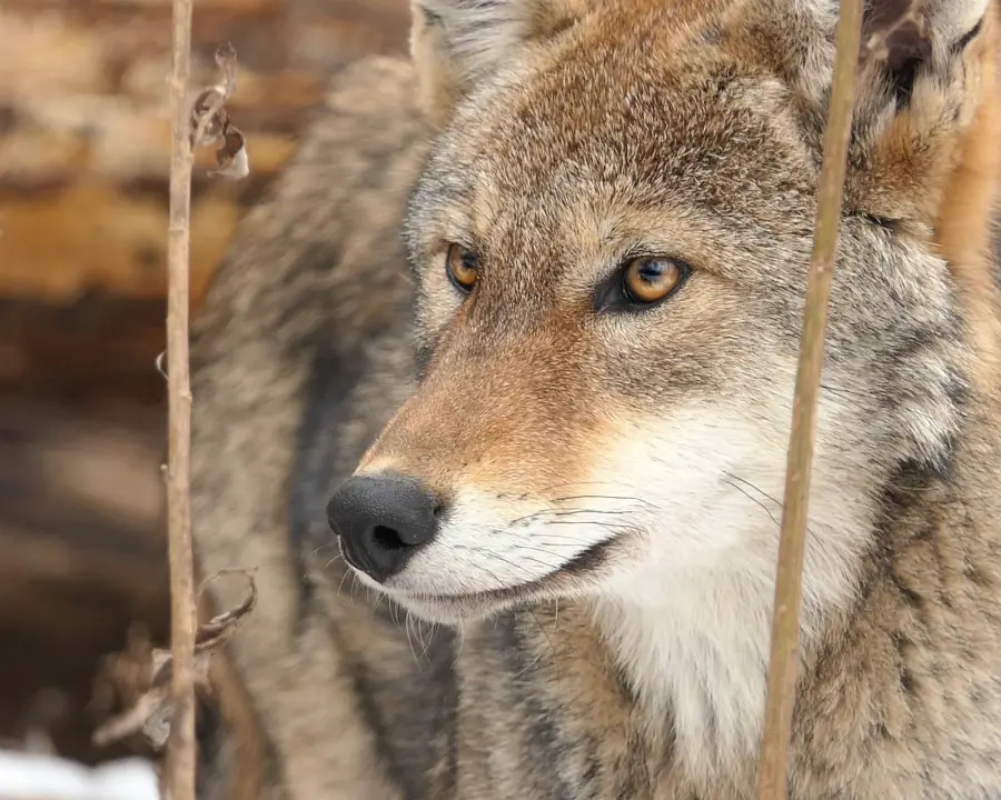 Ben | The Wolf Conservation Center Wiki | Fandom