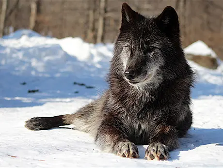 Zephyr | The Wolf Conservation Center Wiki | Fandom