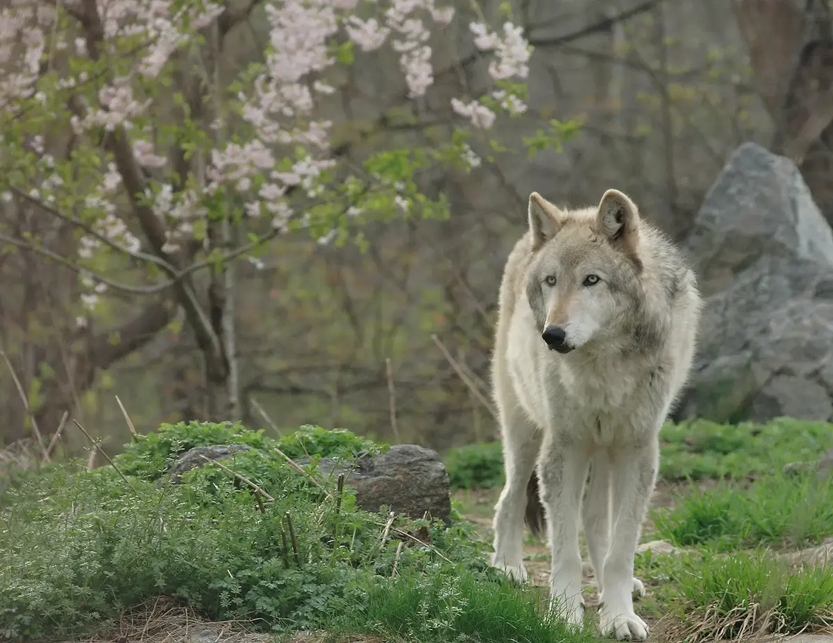 Lukas | The Wolf Conservation Center Wiki | Fandom