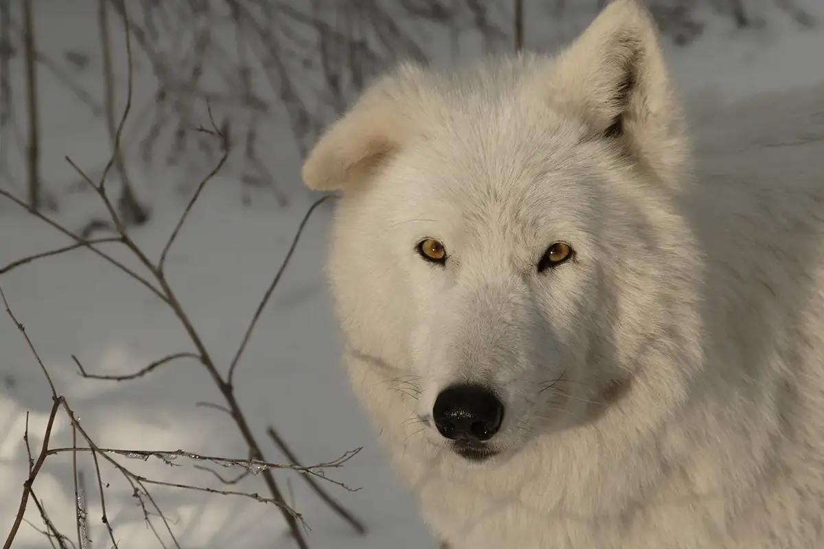 Apache | The Wolf Conservation Center Wiki | Fandom