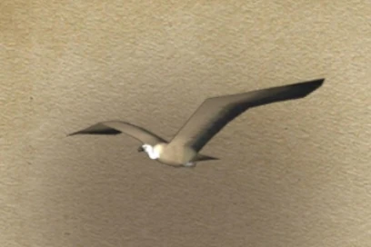 Griffon Vulture | The Wolf Wiki | Fandom