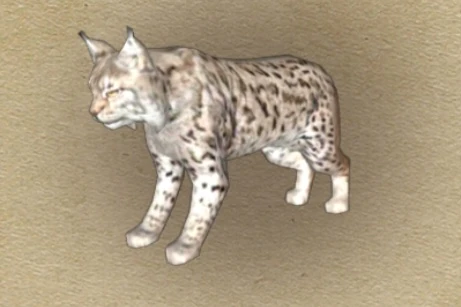 Lynx | The Wolf Wiki | Fandom