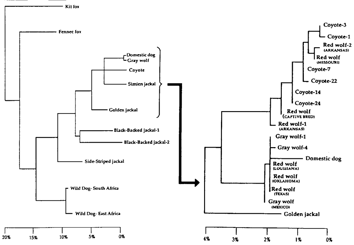 The Wolf Family Tree | The wolf Wiki | Fandom