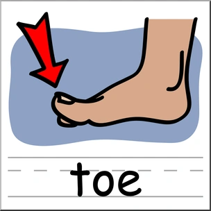 Toe | The Dictionary Wiki | Fandom