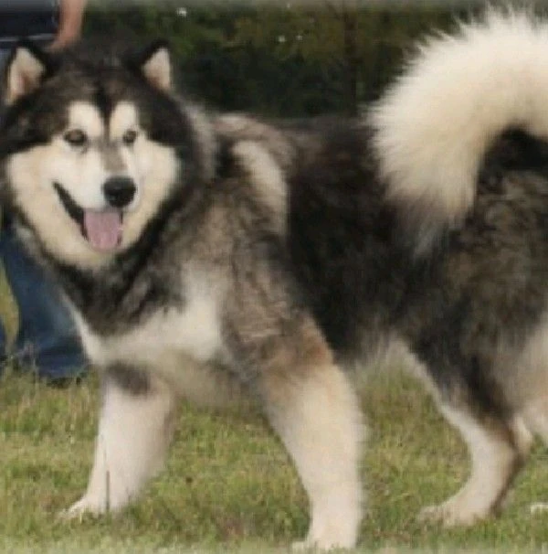 Sherpa (dog) | The World Inside My Head Wiki | Fandom