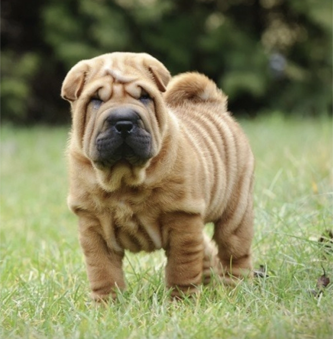 Zanny (dog) | The World Inside My Head Wiki | Fandom