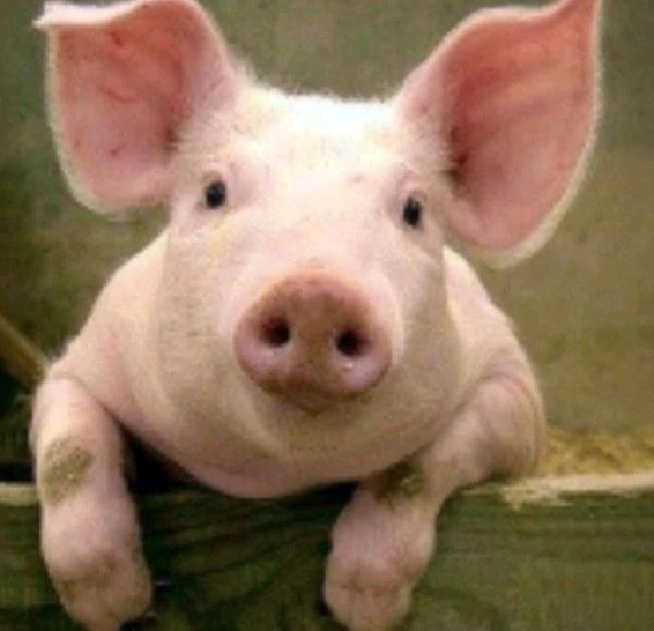 Lucy (pig) | The World Inside My Head Wiki | Fandom