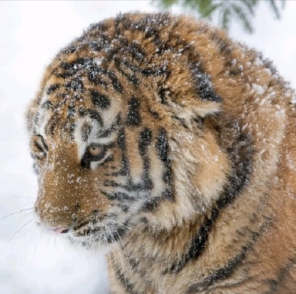 George (tiger) | The World Inside My Head Wiki | Fandom