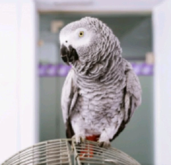 Bandit (bird) | The World Inside My Head Wiki | Fandom