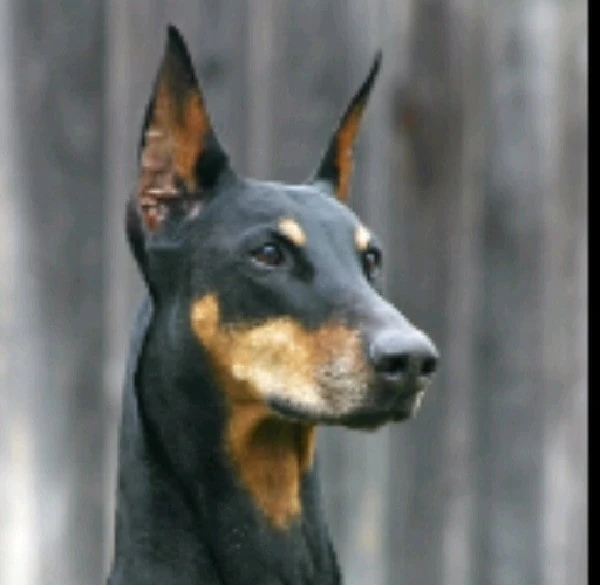 Zeus (dog) | The World Inside My Head Wiki | Fandom