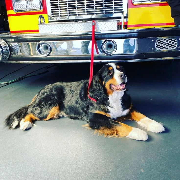 Buttercup (dog) | The World Inside My Head Wiki | Fandom