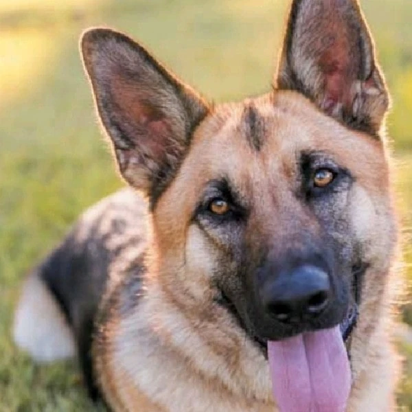 Sarge (dog) | The World Inside My Head Wiki | Fandom