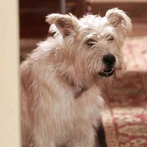 Doc (dog) | The World Inside My Head Wiki | Fandom