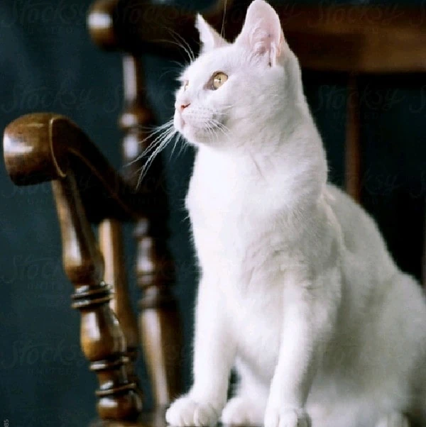 Alpine (cat) | The World Inside My Head Wiki | Fandom