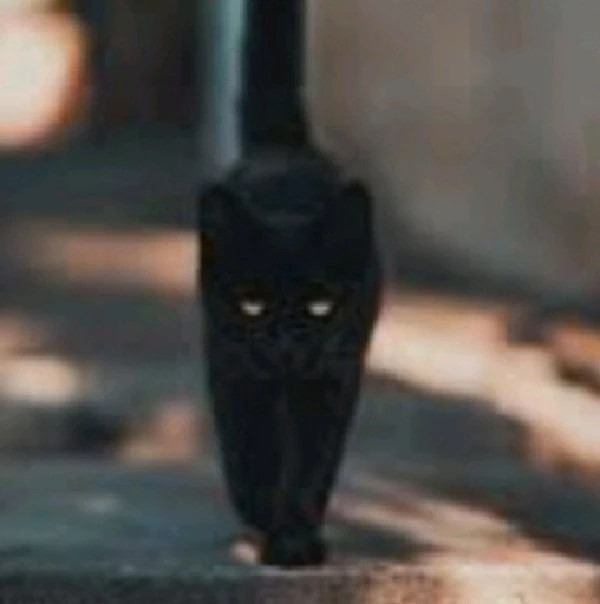 Liho (cat) | The World Inside My Head Wiki | Fandom