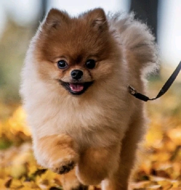 Pip (dog) | The World Inside My Head Wiki | Fandom