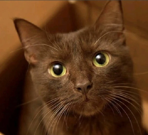 Coco (cat) | The World Inside My Head Wiki | Fandom