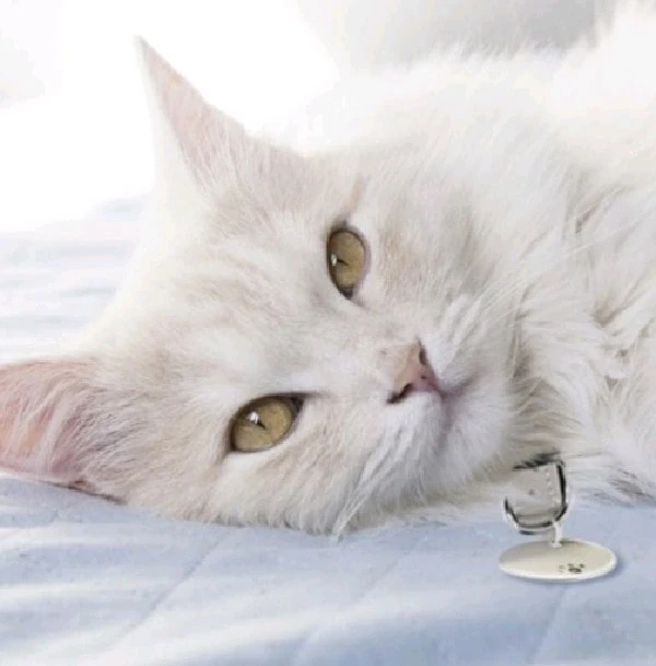 Macy (cat) | The World Inside My Head Wiki | Fandom