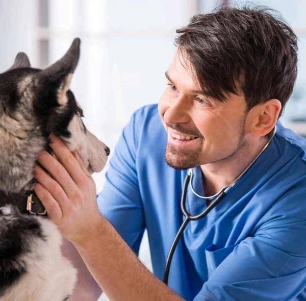 Bailey Grey Shepherd | The World Inside My Head Wiki | Fandom