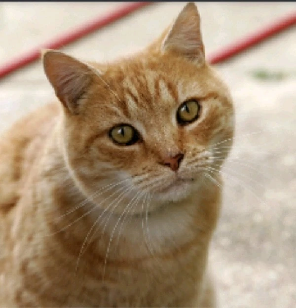 Mjau (cat) | The World Inside My Head Wiki | Fandom