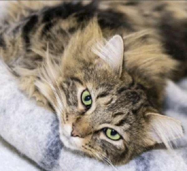 Sweetie (cat) | The World Inside My Head Wiki | Fandom