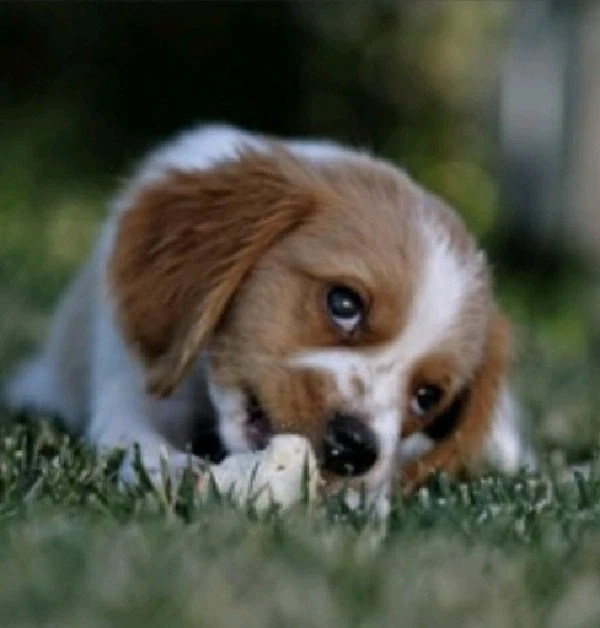 Merlin (dog) | The World Inside My Head Wiki | Fandom