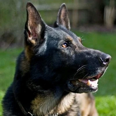 Chief (dog) | The World Inside My Head Wiki | Fandom