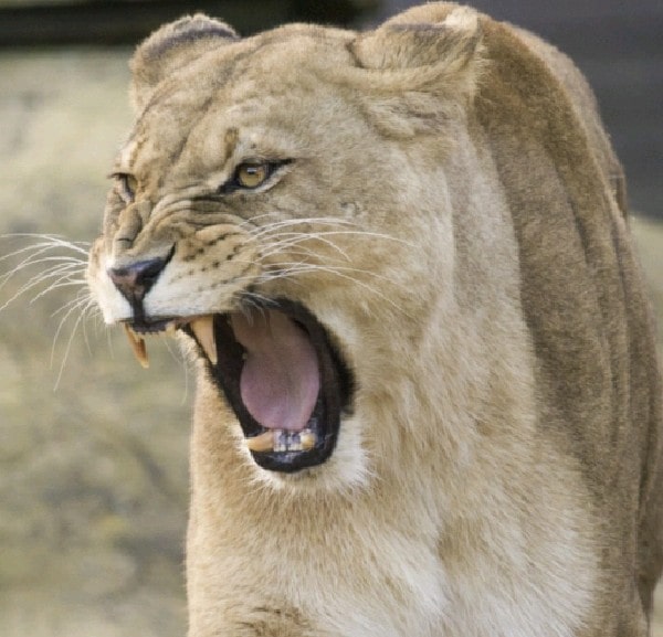 Mandi (lion) | The World Inside My Head Wiki | Fandom Mandi (lion) | The World Inside My Head Wiki | Fandom