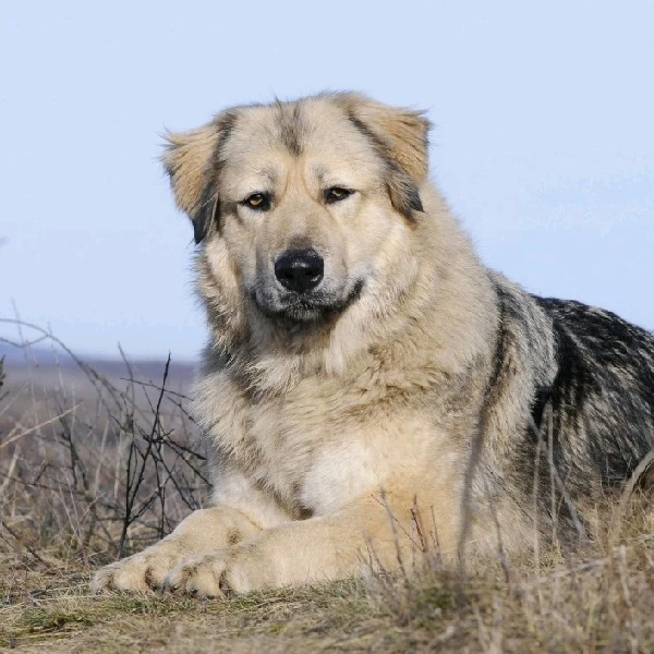 Sunny (dog) | The World Inside My Head Wiki | Fandom