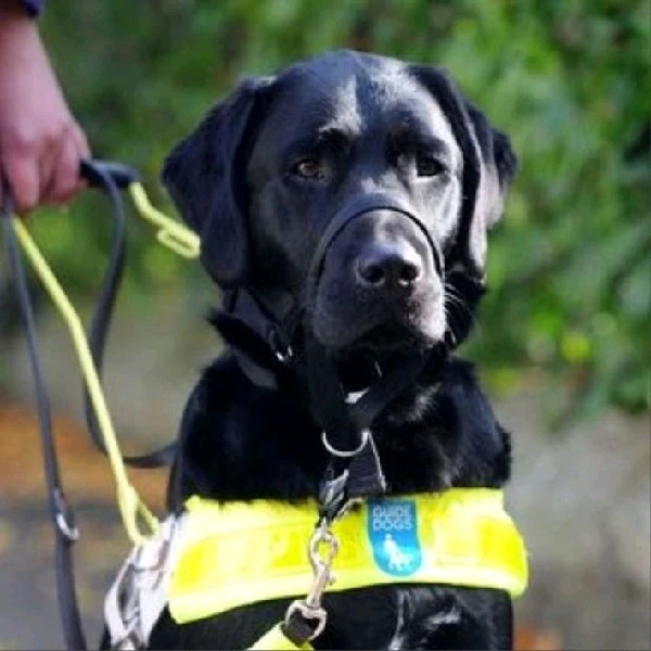 Shadow (dog) | The World Inside My Head Wiki | Fandom