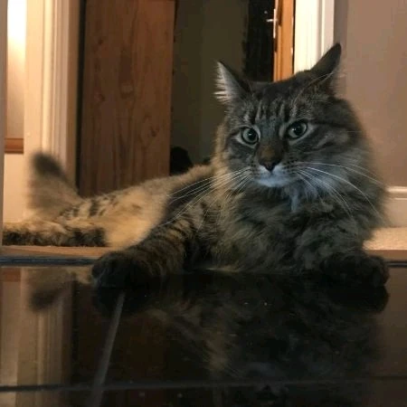 Castiel (cat) | The World Inside My Head Wiki | Fandom