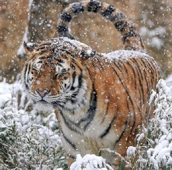 Tigger (tiger) | The World Inside My Head Wiki | Fandom