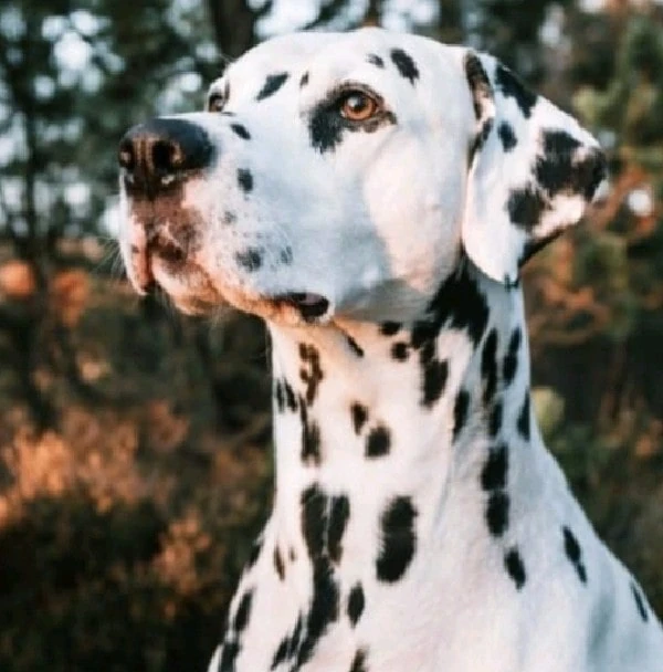 Pongo (dog) | The World Inside My Head Wiki | Fandom