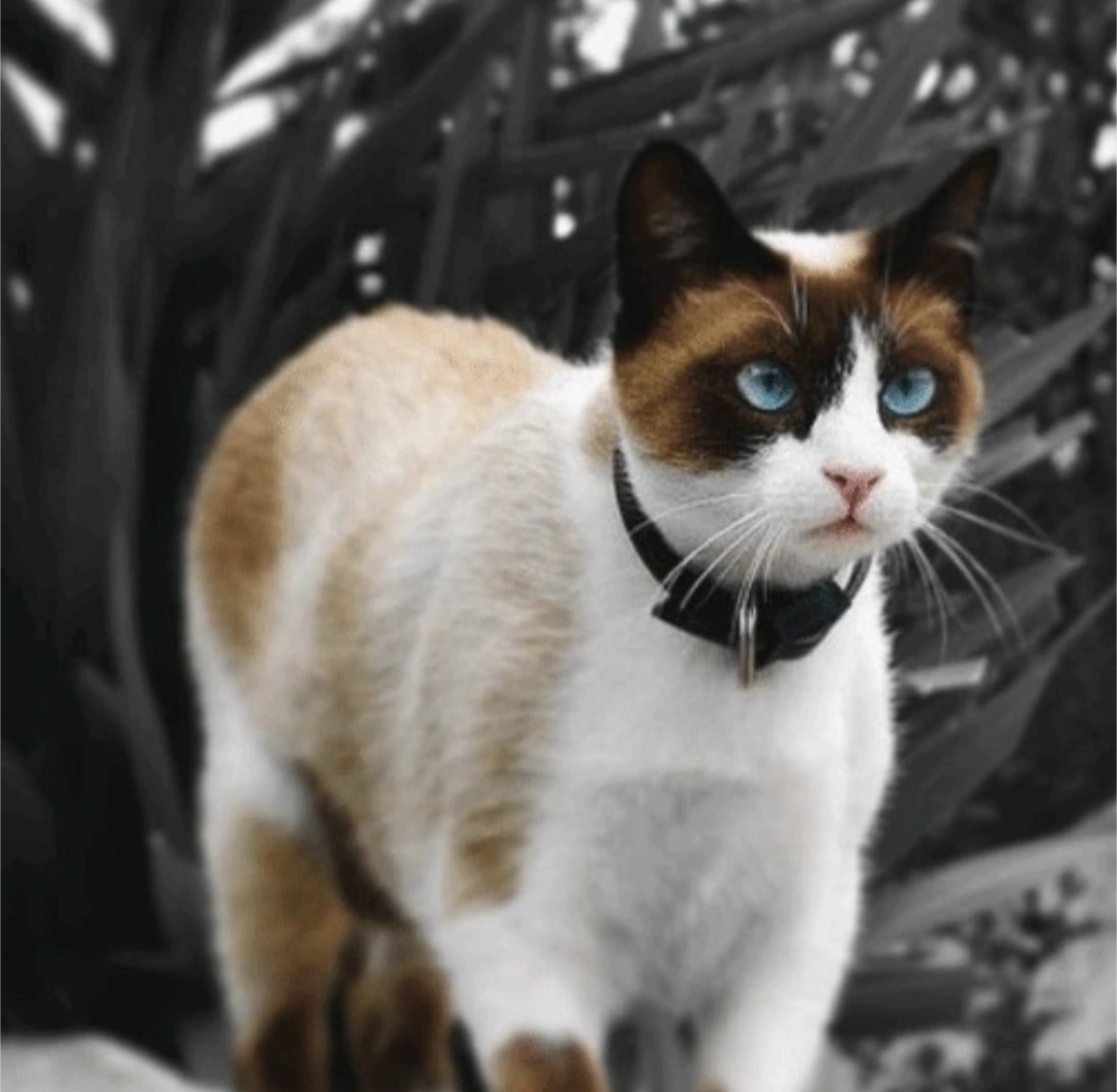 Ira (cat) | The World Inside My Head Wiki | Fandom