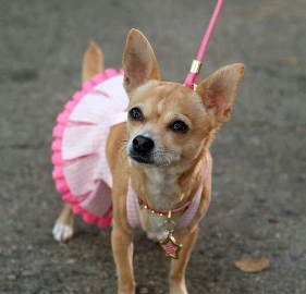 Bruiser (dog) | The World Inside My Head Wiki | Fandom