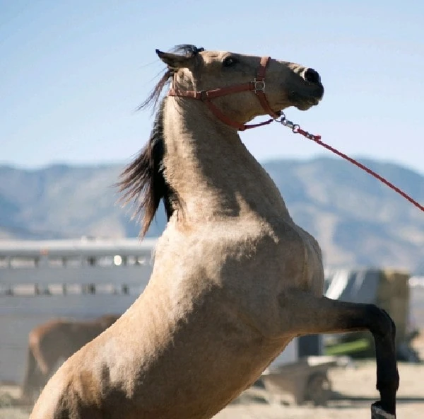 Diesel (horse) | The World Inside My Head Wiki | Fandom